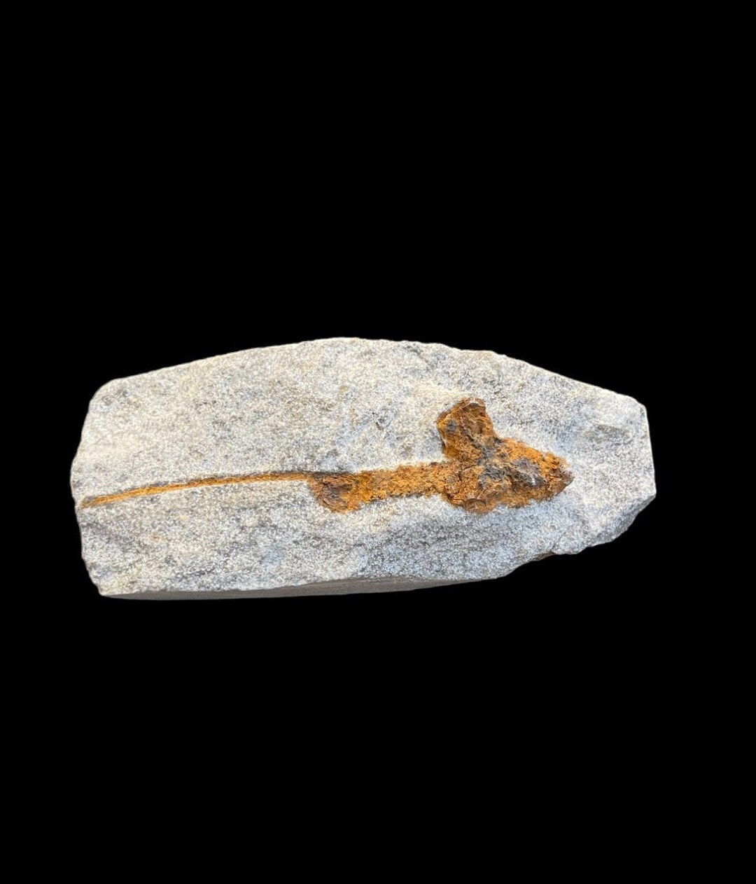 Awesome Xiphosurida Specimen From Morocco, Fezouata Xiphosurida Fossil ...