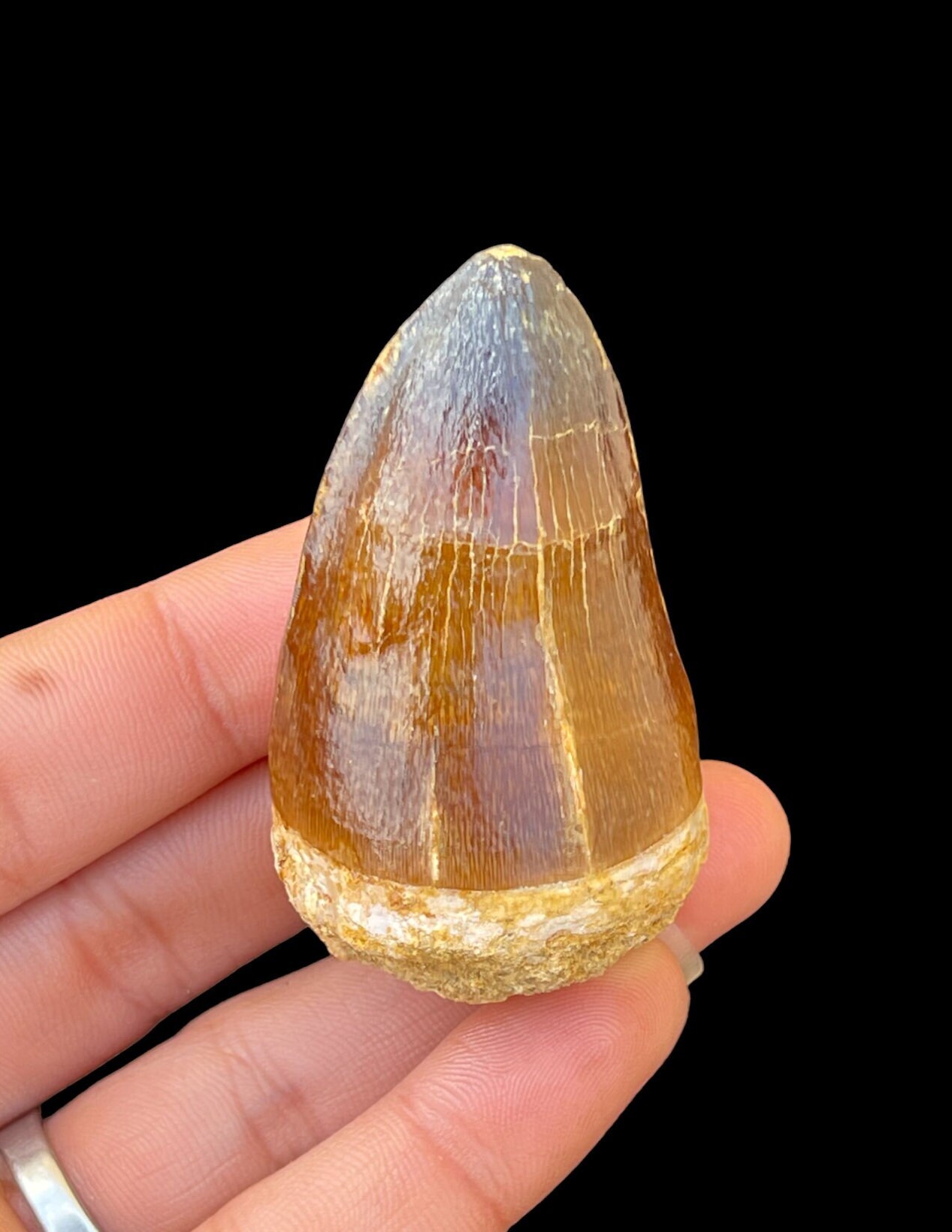A Huge Prognathodon Curry Mosasaurus Tooth in Its Root From - Etsy
