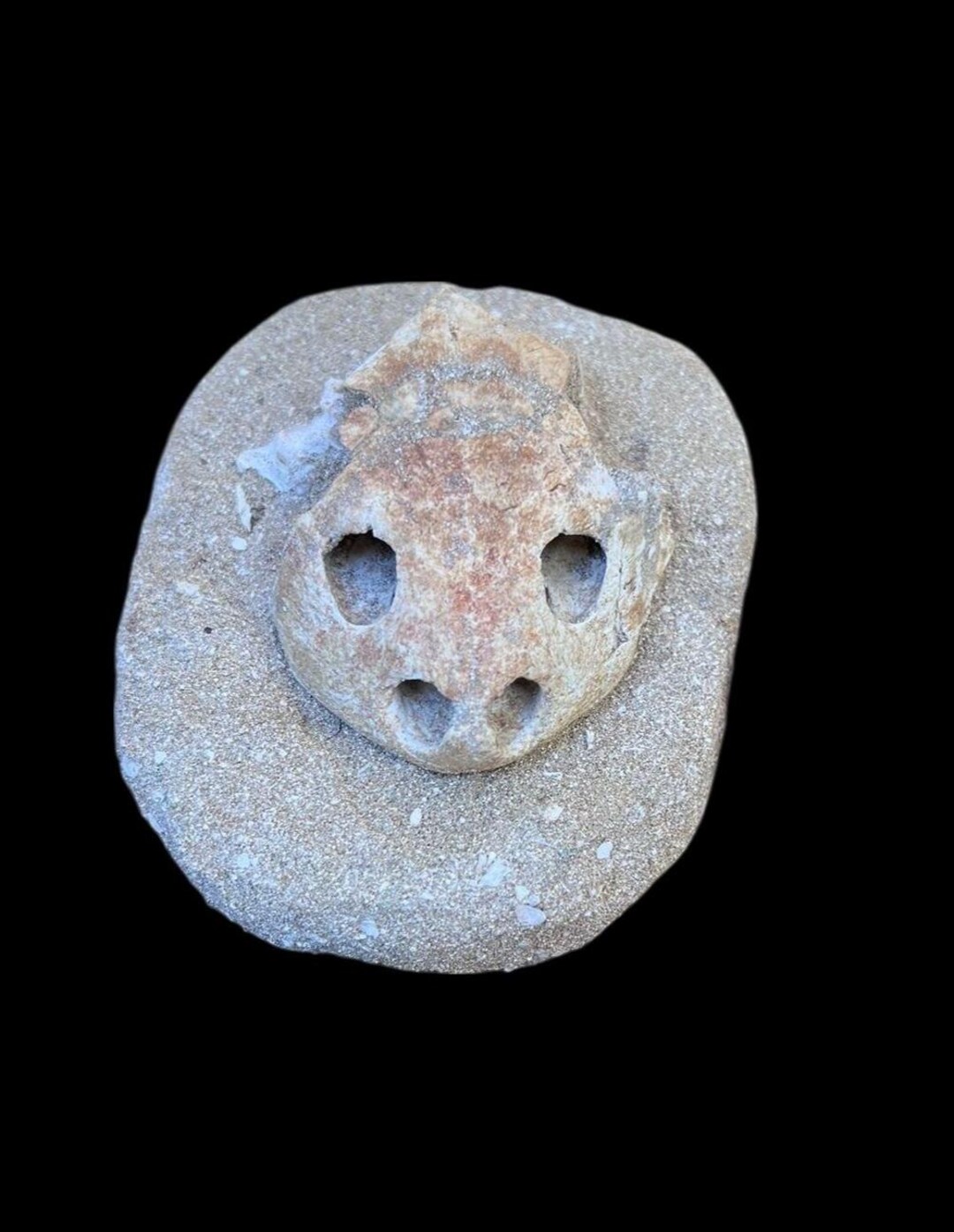 Rare Tiny Cretaceous Marine Turtle Fossil HUGE Genuine Turtle Skull ...