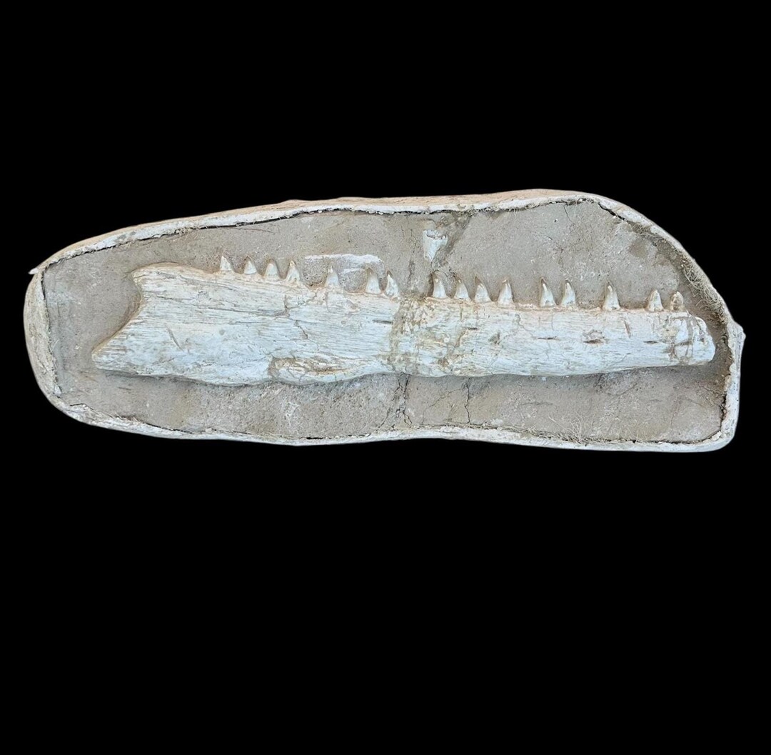 Rare Mosasaur Jaw Specimen From Morocco, Partial Mosasaurs Skull Dino ...