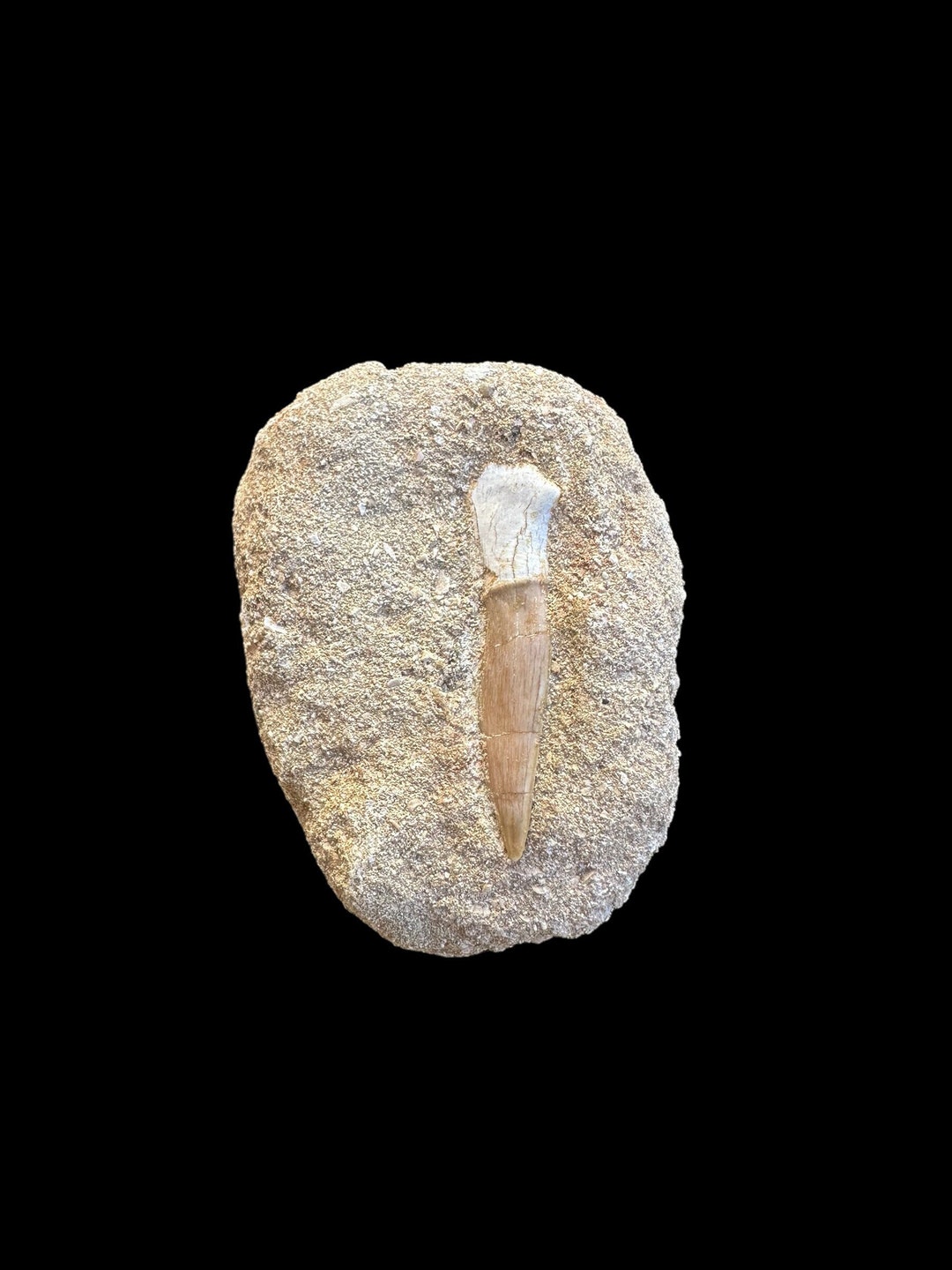 Beautifully Preserved Sawfish Tooth Fossil in Matrix- Exceptional ...