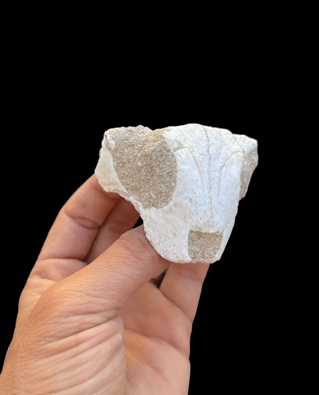 Rare Fossil Turtle Part of a Skull: Perfect Addition to Any Collection ...