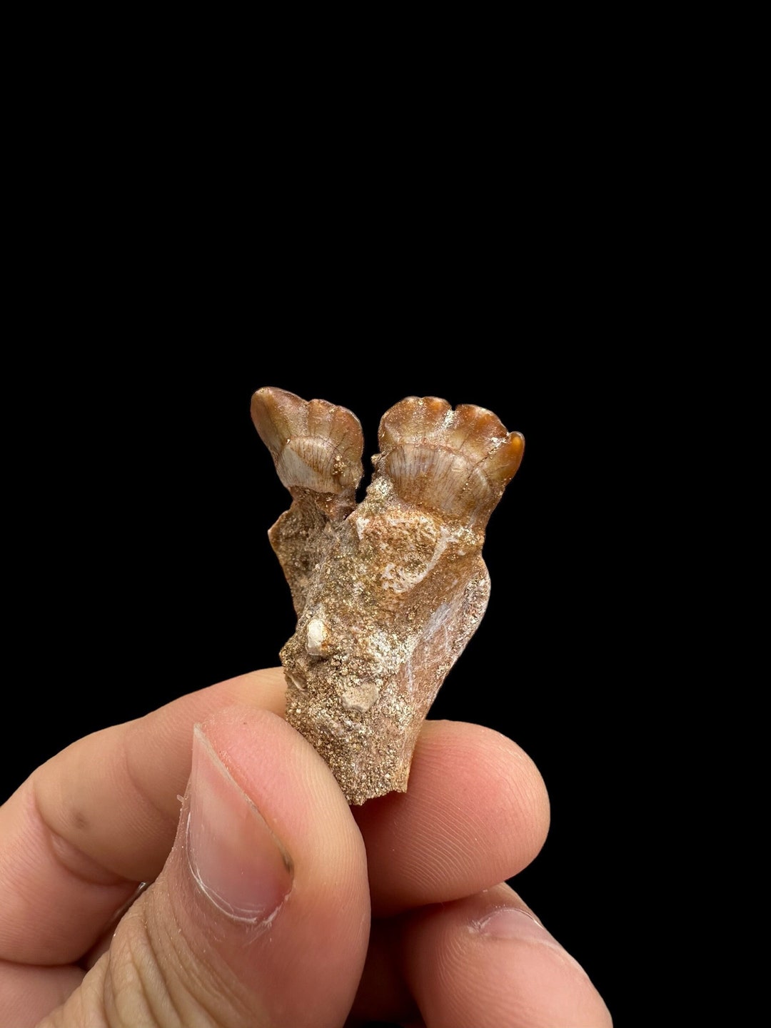 Rare Moroccan Stephanodus Fossil Tooth: A Mesozoic Treasure for Your ...