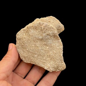 2.2" Fossil Fish (enchodus) Hypural Bone in Matrix (tailbone) From ...