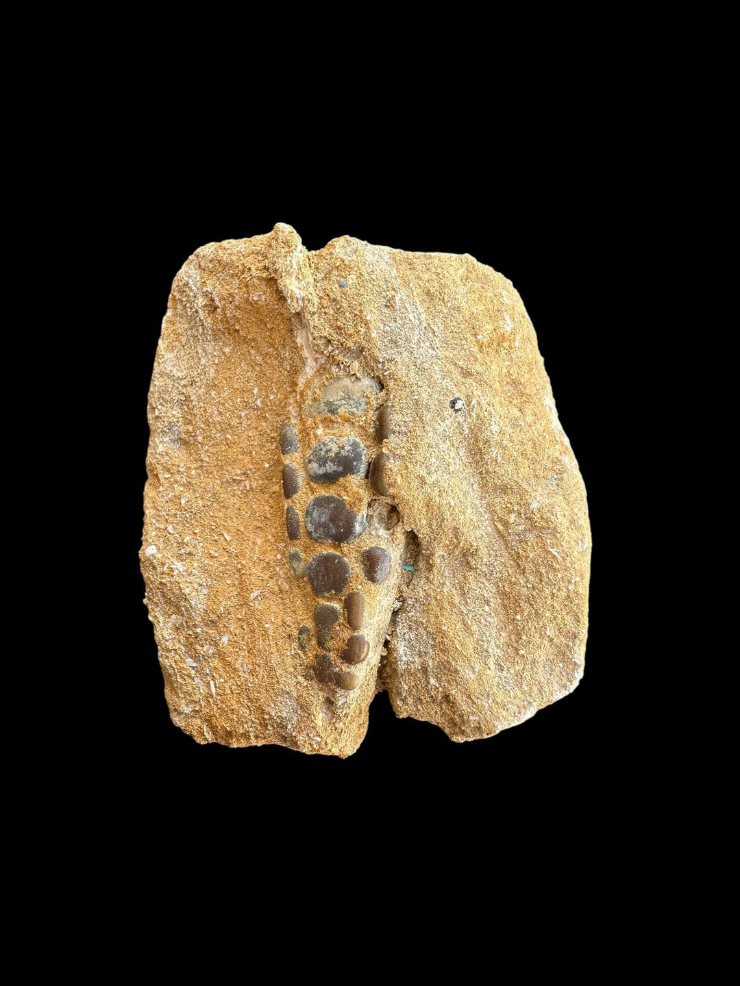 Authentic Pycnodus Sp. Fossil Fish Mouthplate - Cretaceous Fish Fossil ...