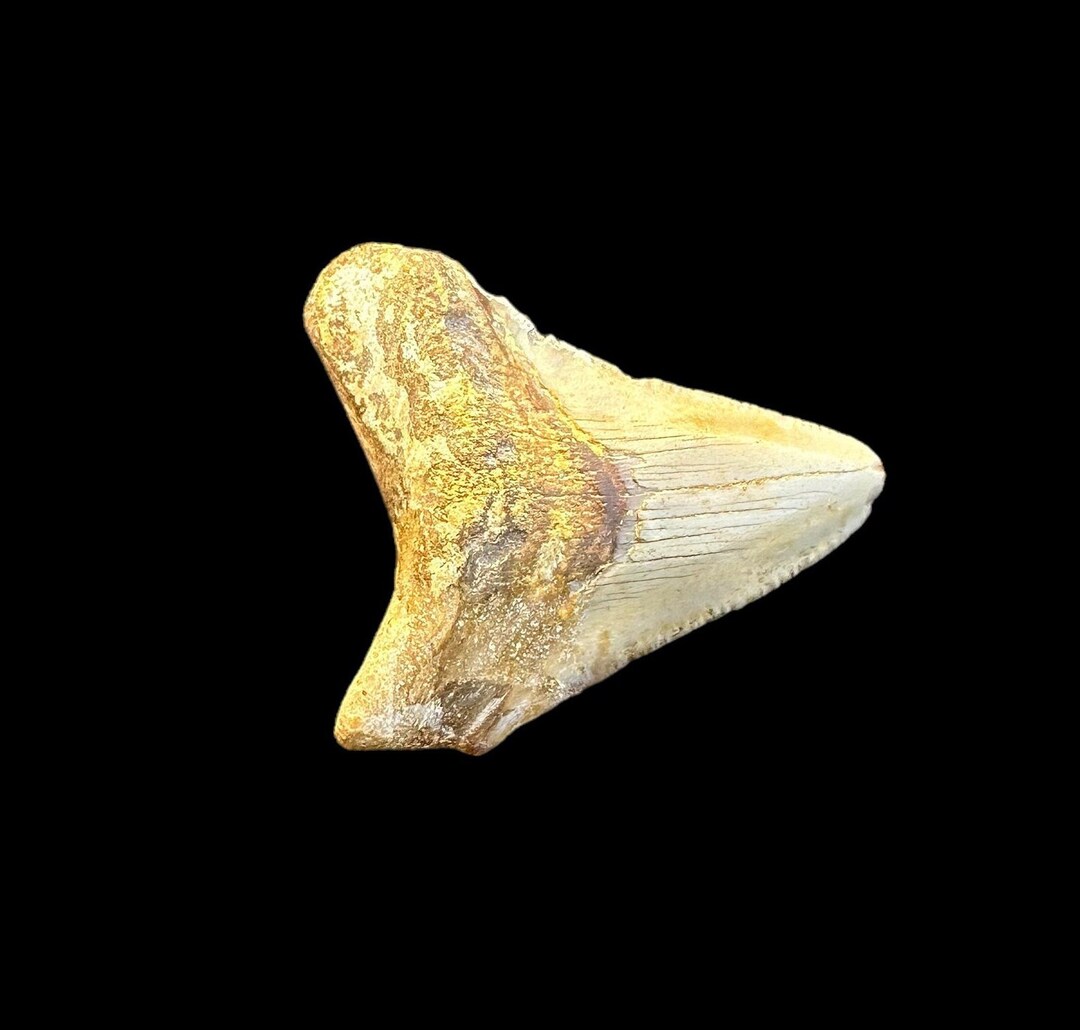 2.16 Inches Great Moroccan Megalodon Shark Tooth - Authentic Fossil ...