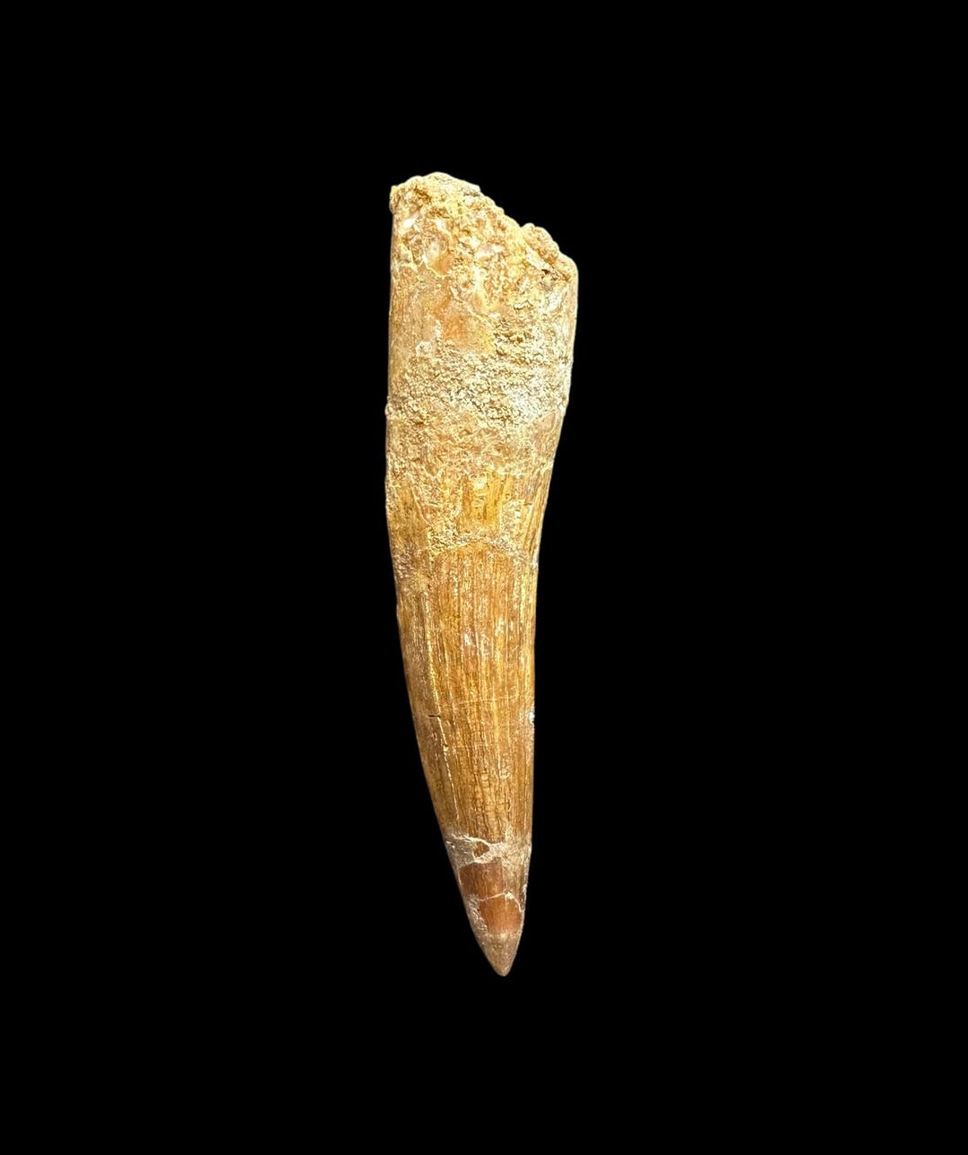 Authentic Spinosaurus Tooth Fossil – Genuine Moroccan Dinosaur – Rare ...