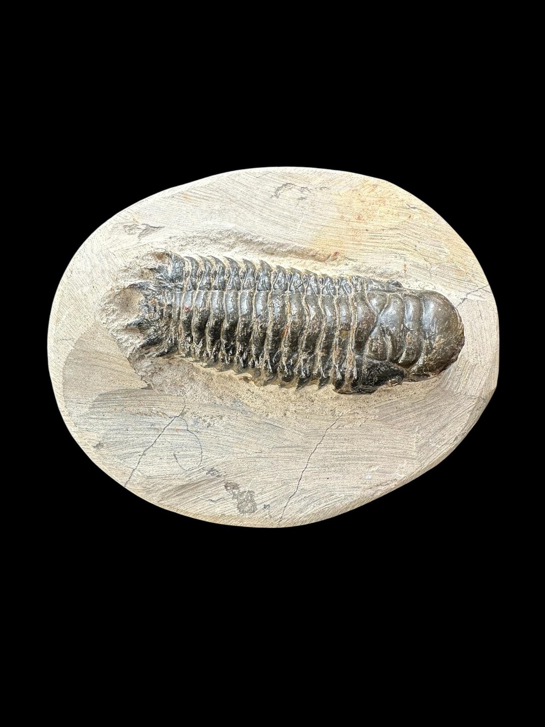Awesome Flying Trilobite Fossil From Morocco: A Piece of Natural ...