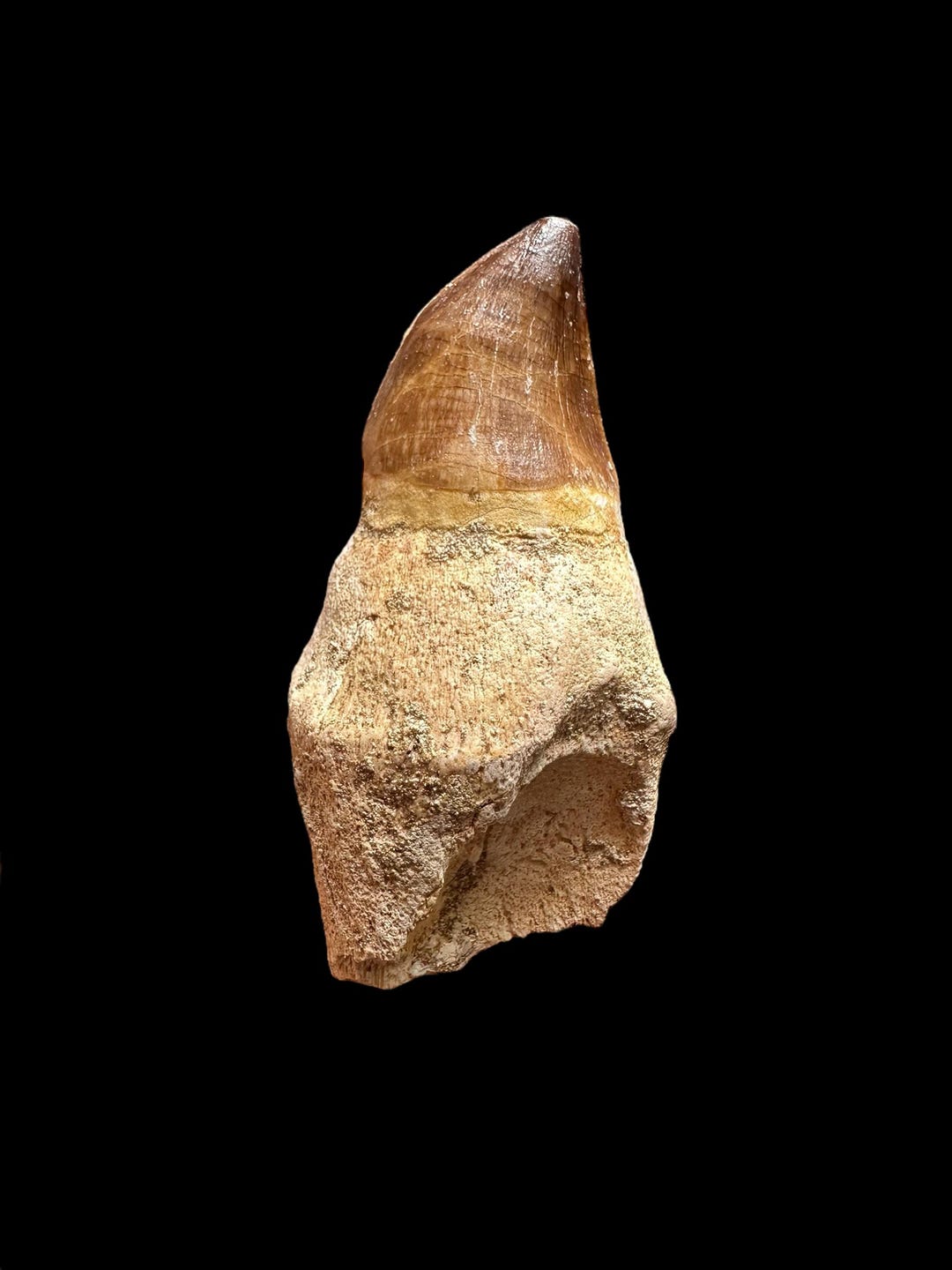 Fabulous Rooted Mosasaurus Tooth in Its Root From Morocco, Fossilized ...