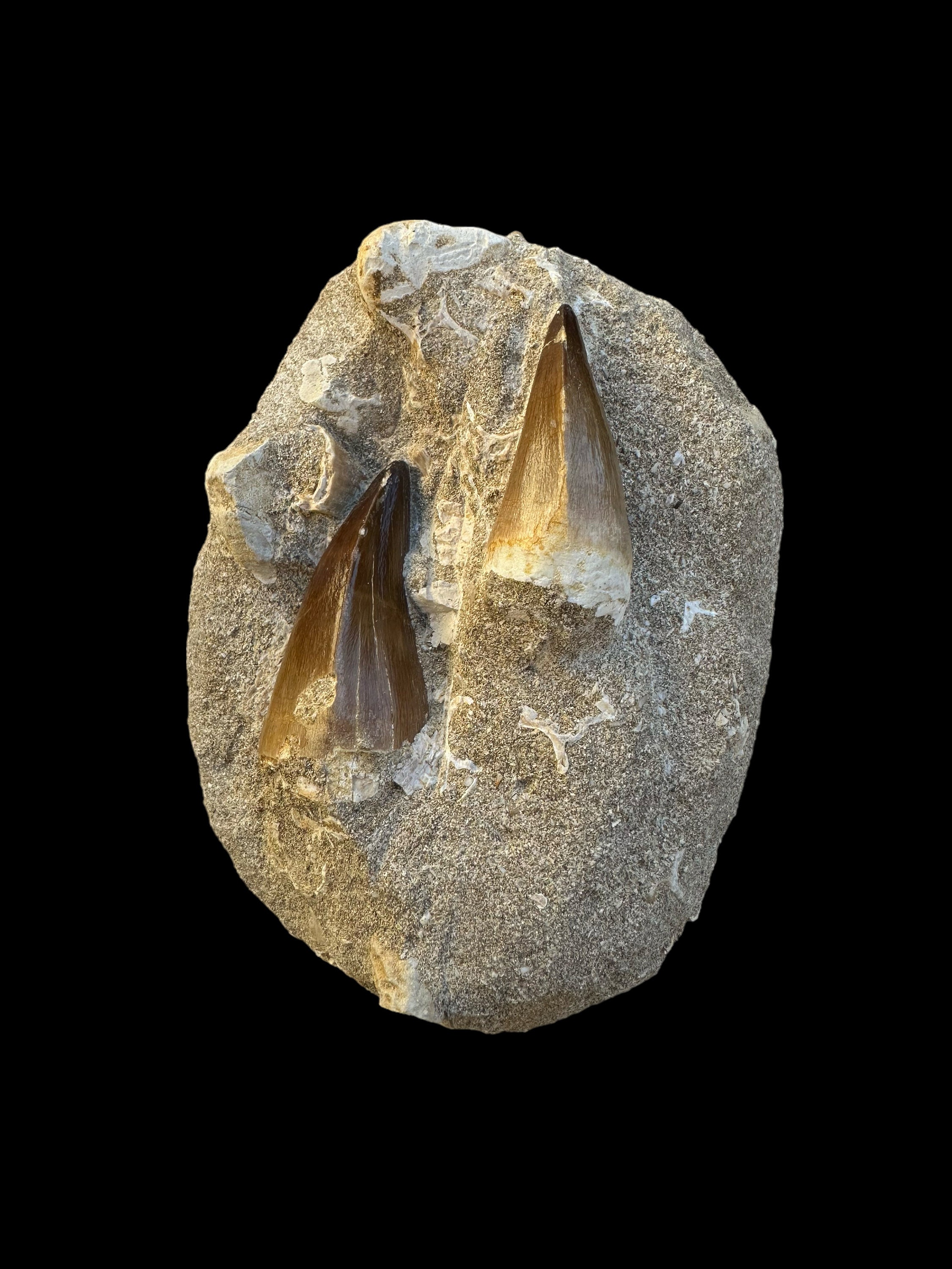 Two Associated Mosasaurus Teeth in Matrix Associated Teeth of - Etsy