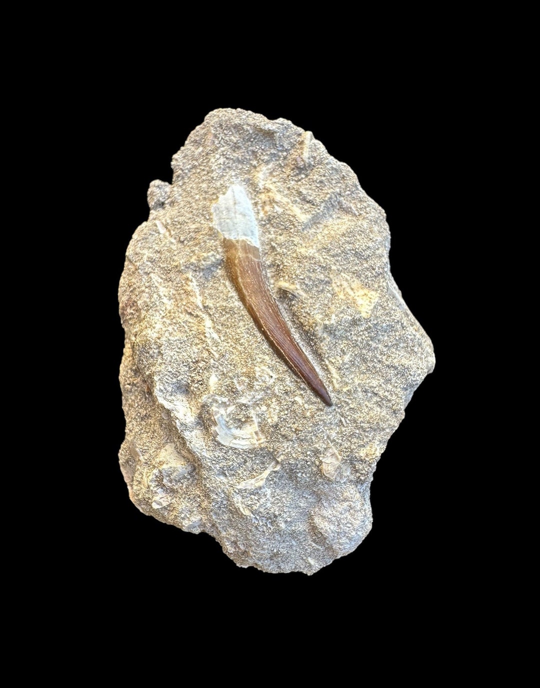 Rare Plesiosaurus Tooth Fossil in Natural Matrix From Morocco - Rare ...