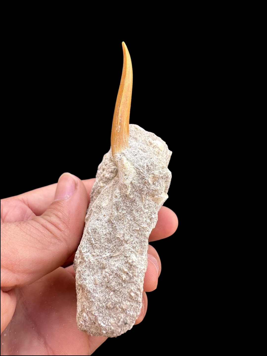 Beautiful Goblin Shark Fossil Tooth A Collectors Dream Cretaceous Era ...