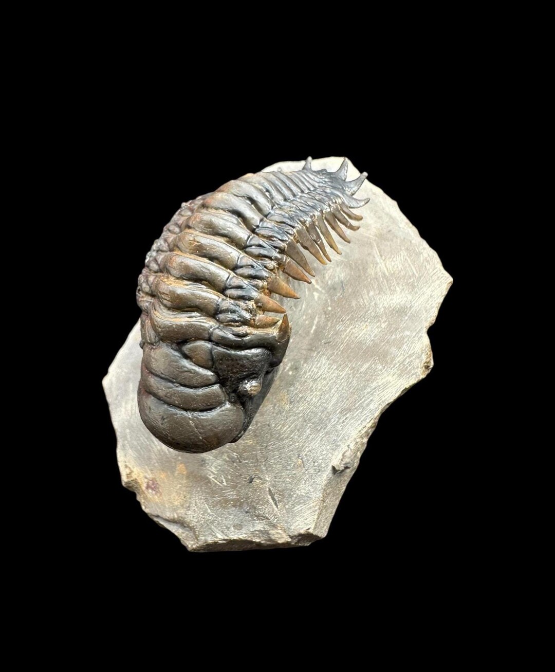 Mermerizing Flying Trilobite Fossil From Morocco: A Piece of Natural ...