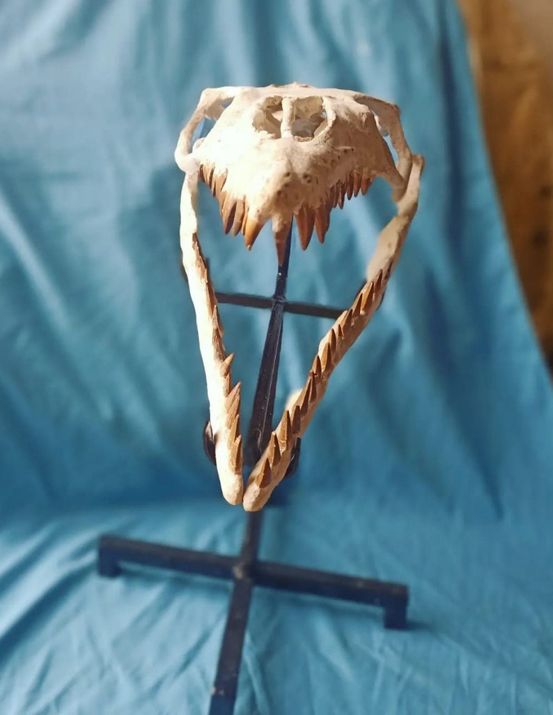 Great Quality Mosasaur Skull Mosasaurus Beaugei Dinosaur - Etsy