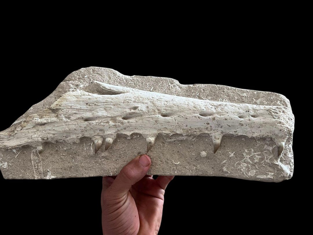 Mosasaur Jaw Specimen From Morocco, Partial Mosasaurs Skull Dino Jaw ...