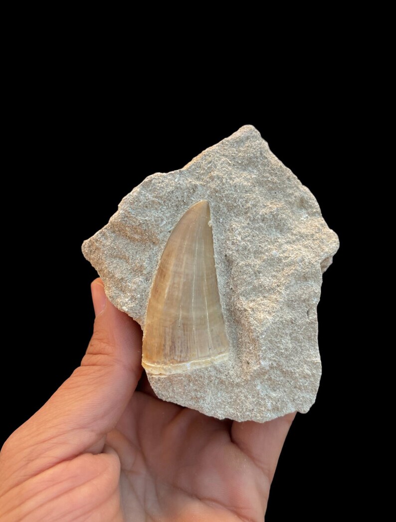 Rare Quality TYLOSAURUS TOOTH Fossils - Top Mosasaurs Tooth - Dinosaur ...