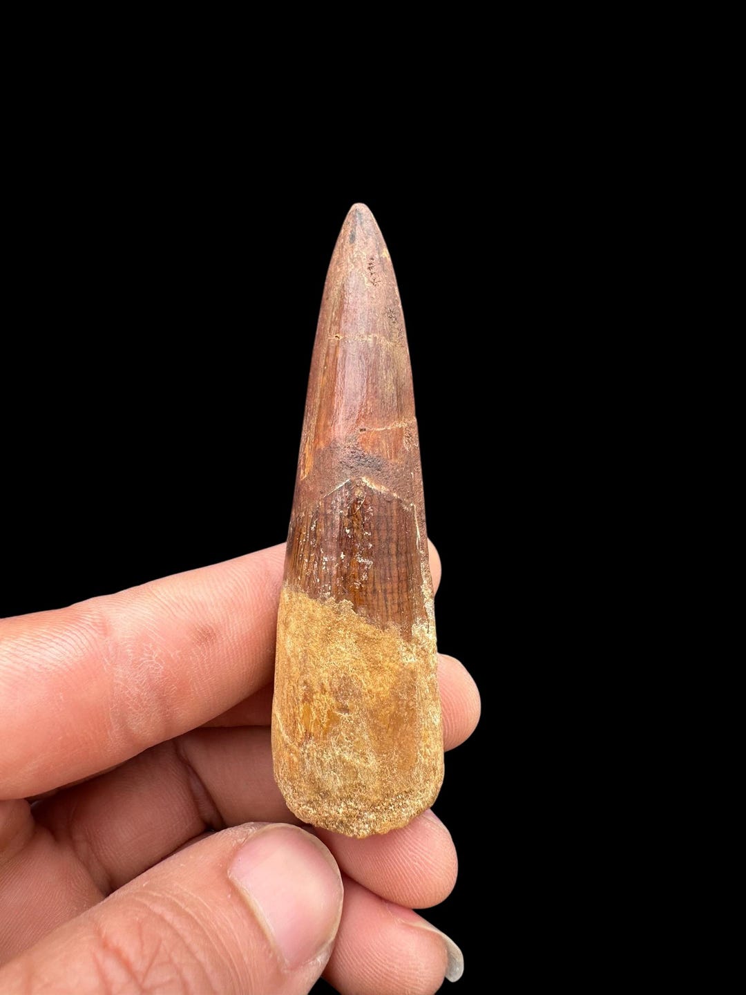 Sweet Spinosaurus Tooth Fossil – Cretaceous Icon – Morocco Discovery ...