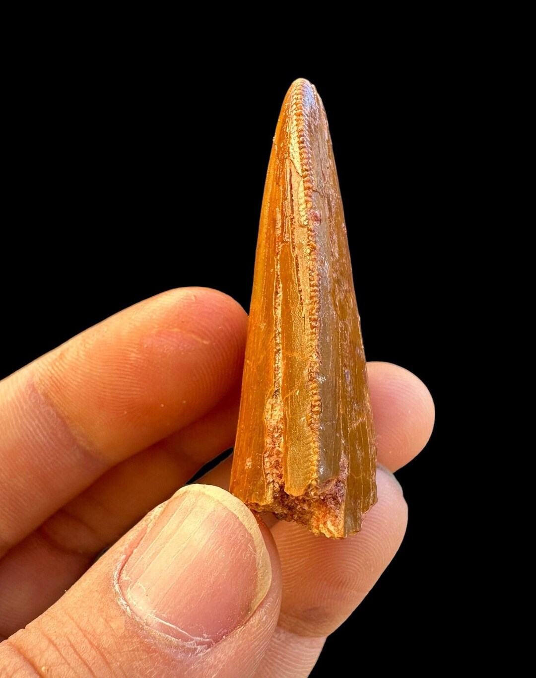 Nice Carcharodontosaurus Dinosaur Tooth (african T-rex) Great Fossil ...
