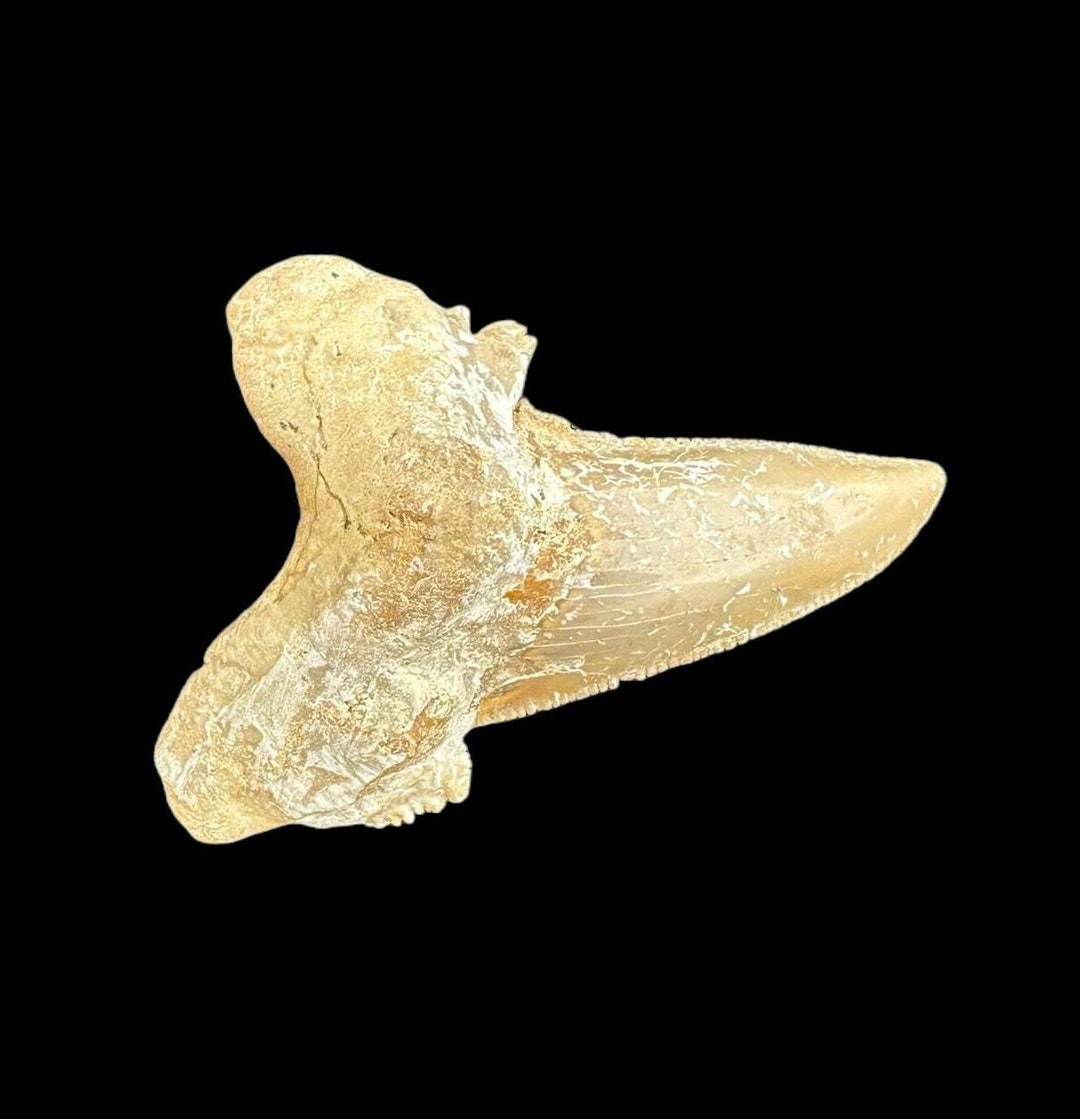 Amazing Auriculatus Sokolovi Shark Tooth, Dinosaur Tooth From Morocco ...