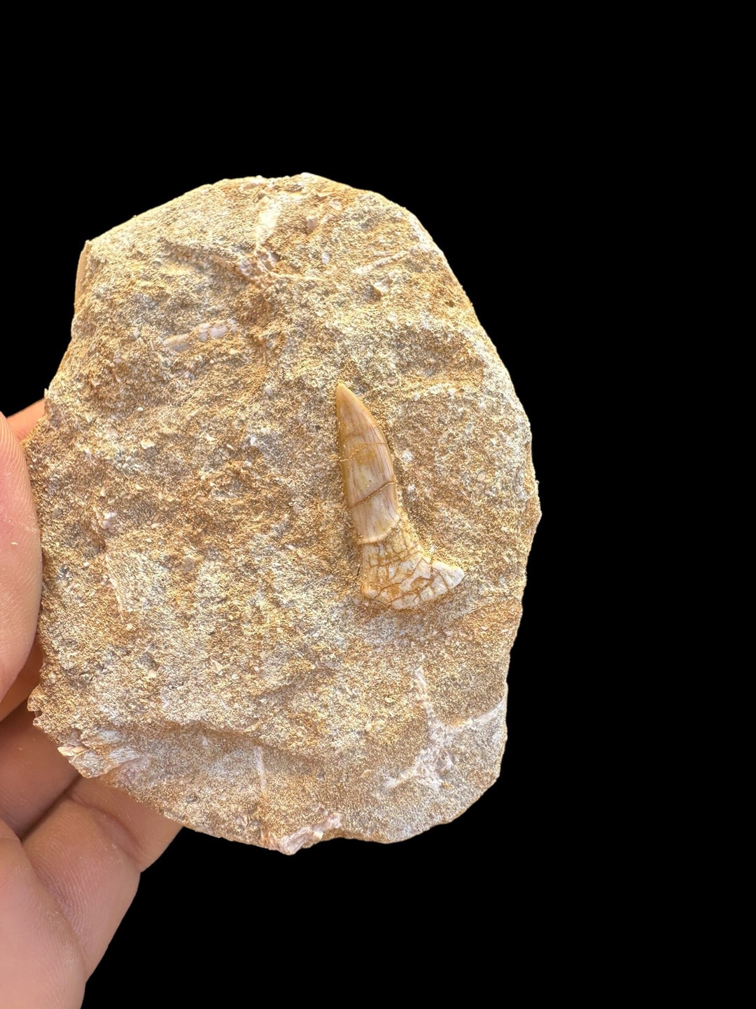 Pristine Sawfish Tooth Fossil in Natural Matrix - Unearthed in Morocco ...