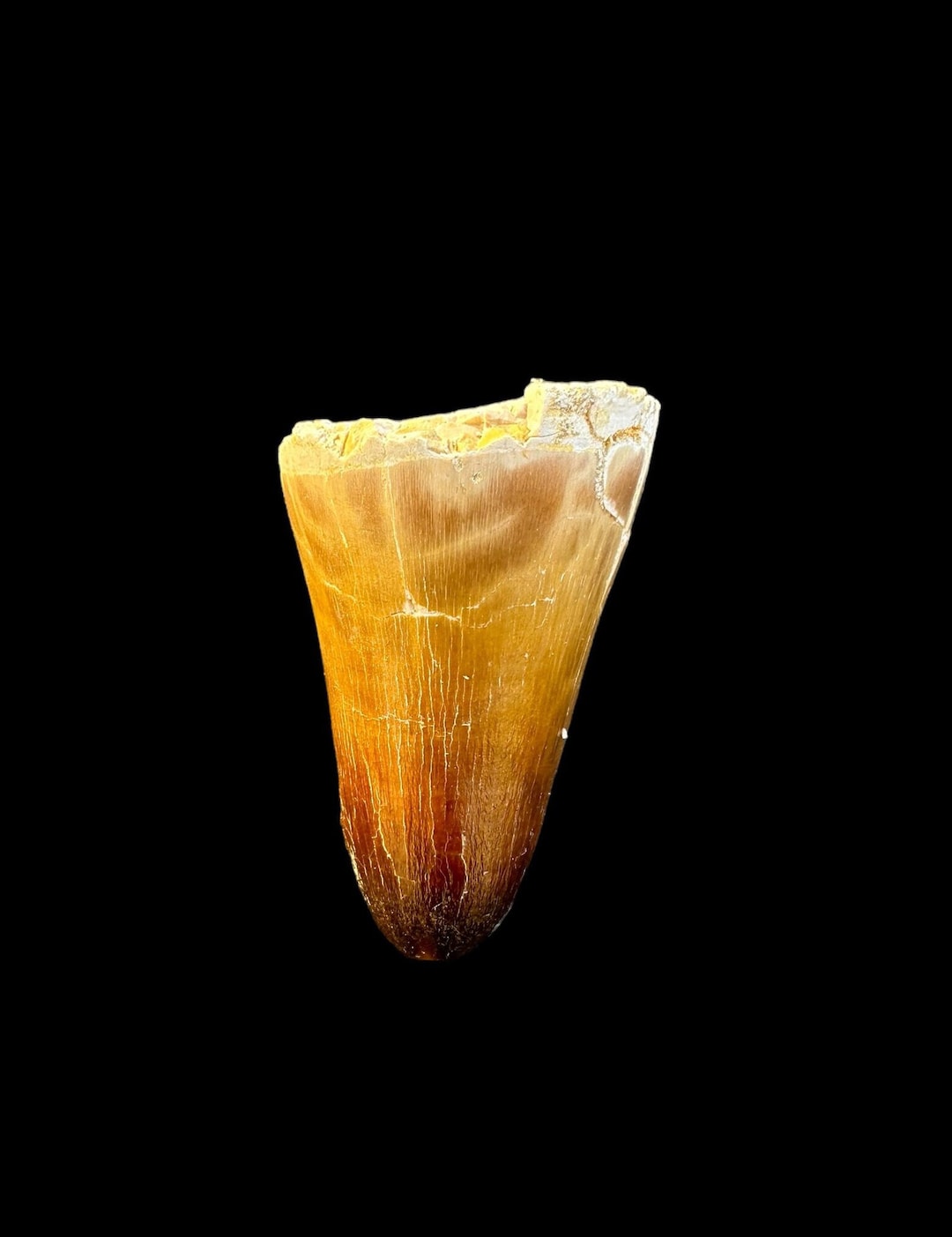 Great Quality Prognathodon Curry, Mosasaurus Tooth From Morocco ...