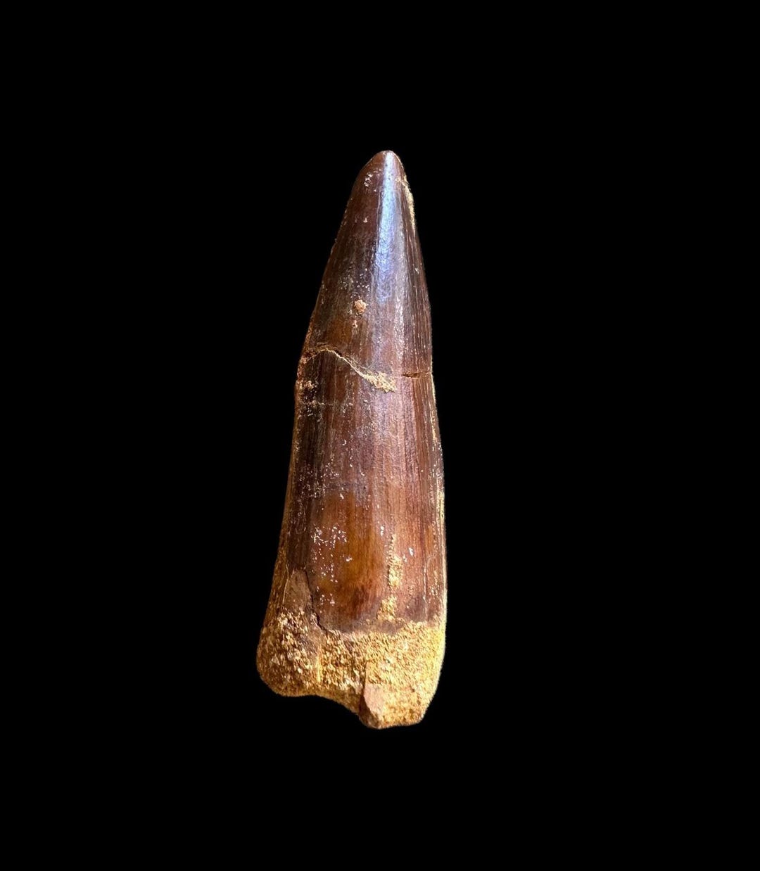 Moroccan Spinosaurus Fossil Real Tooth From the Cretaceous Rare ...
