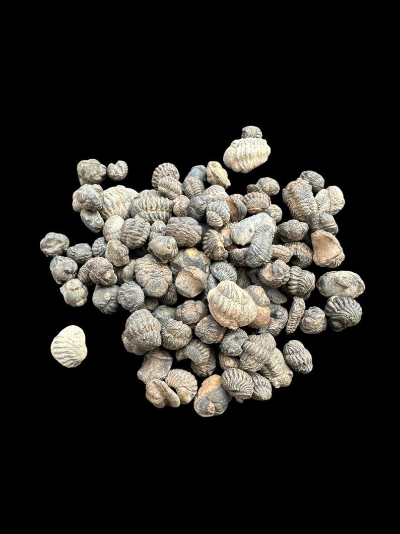 10 Pcs Small Trilobite Acastoides Lot (8–12 Mm) – Authentic Devonian ...