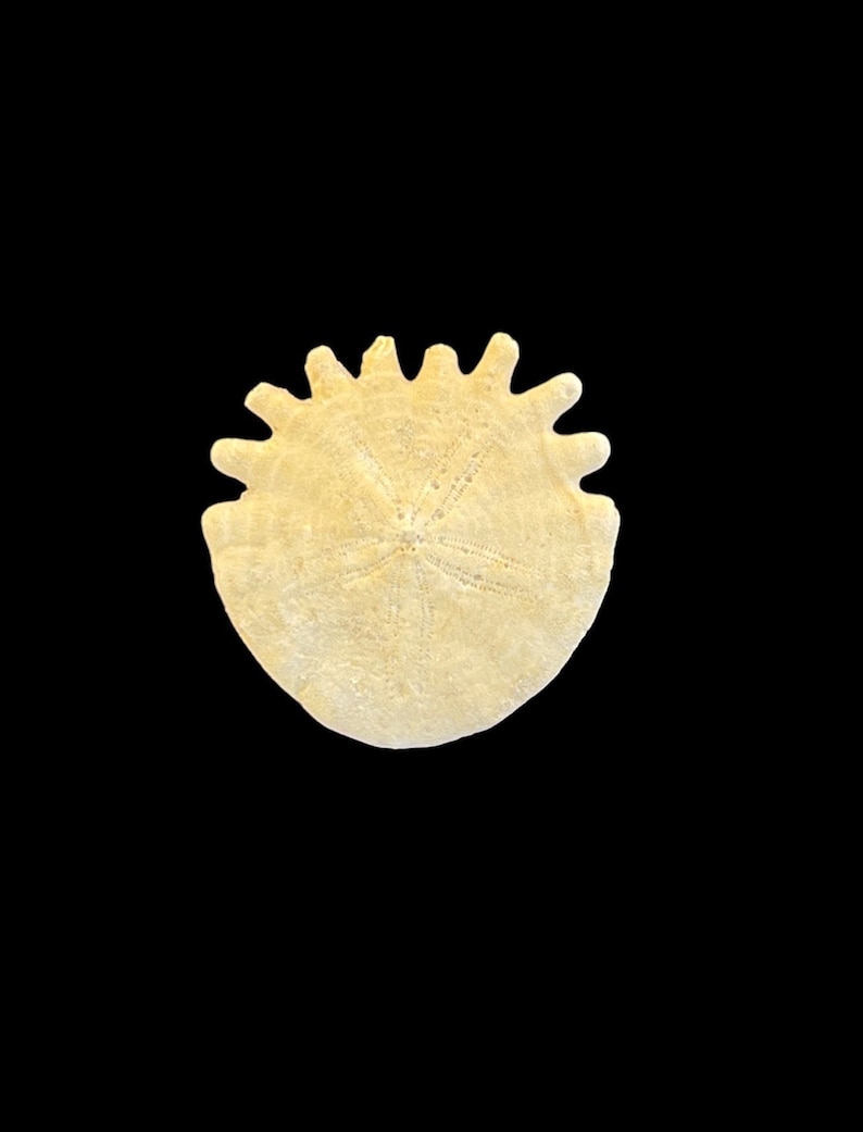 Extra Rare Ancient Oceanic Beauty With a Rare Heliophora Sea Urchin ...