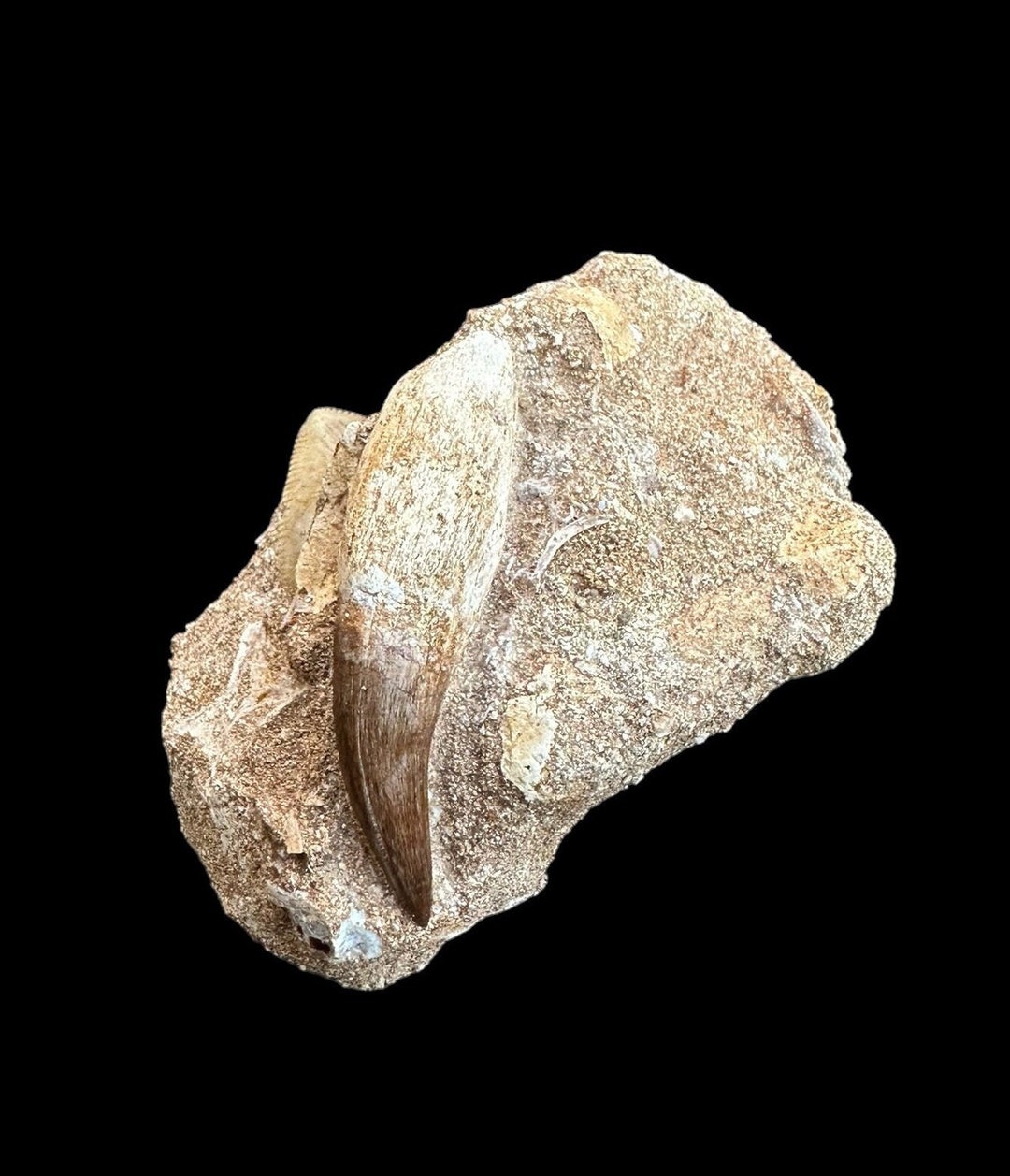 A Fascinating Mosasaurus Tooth in Matrix Associated With Corax Tooth ...