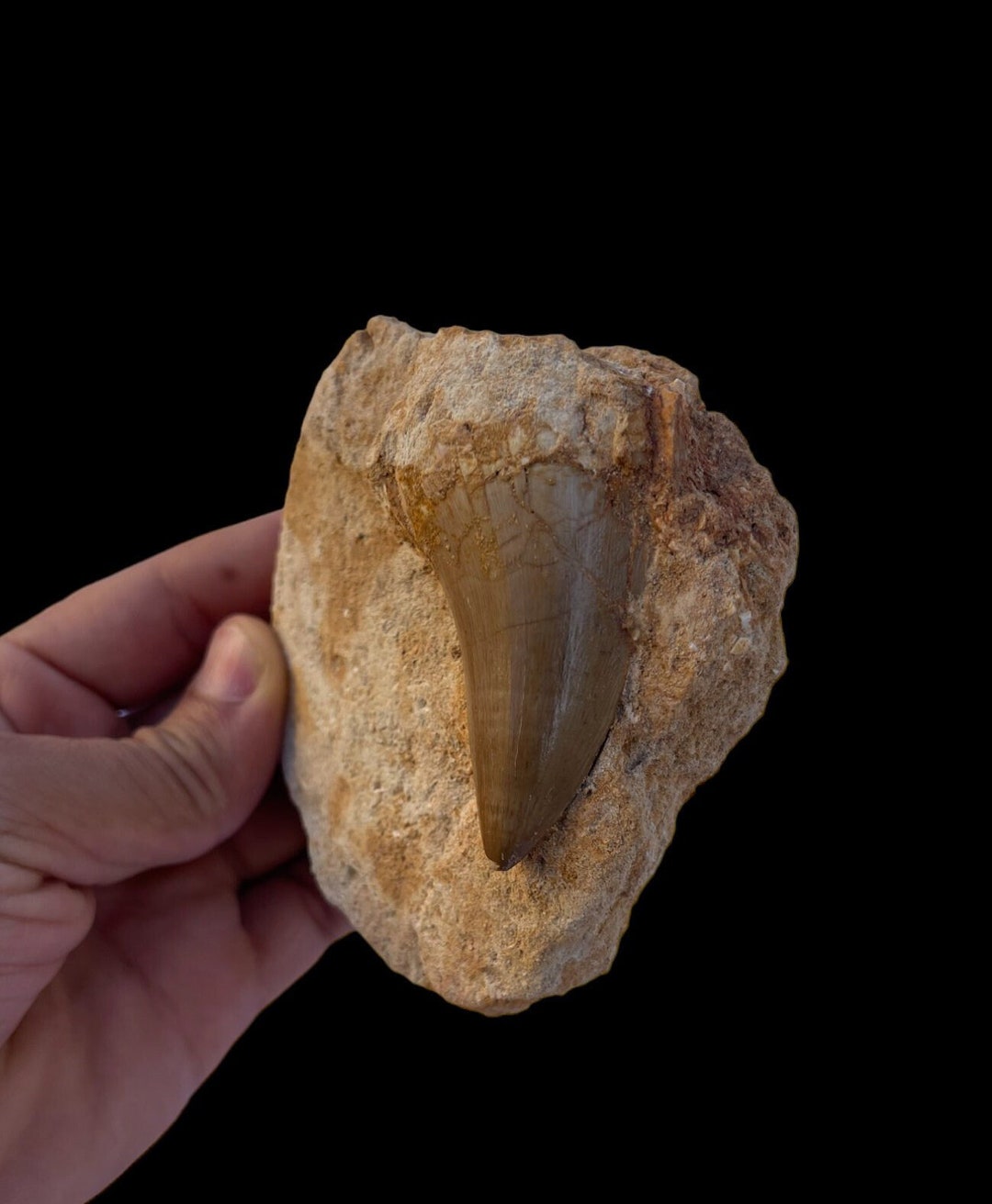 Top Quality Mosasaurus Tooth in Matrix From Morocco, Fossilized Dino ...
