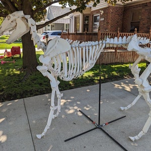 Life Size Animal Horse Skeleton PDF Construction Kit , Cosplay ...