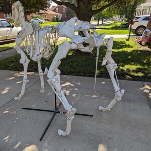Life Size Animal Horse Skeleton PDF Construction Kit , Cosplay ...