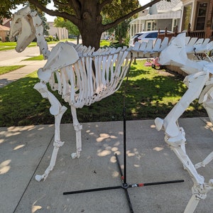 Life Size Animal Horse Skeleton PDF Construction Kit , Cosplay ...