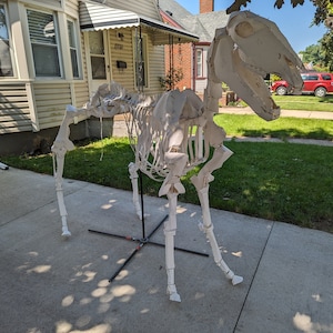 Life Size Animal Horse Skeleton PDF Construction Kit , Cosplay ...