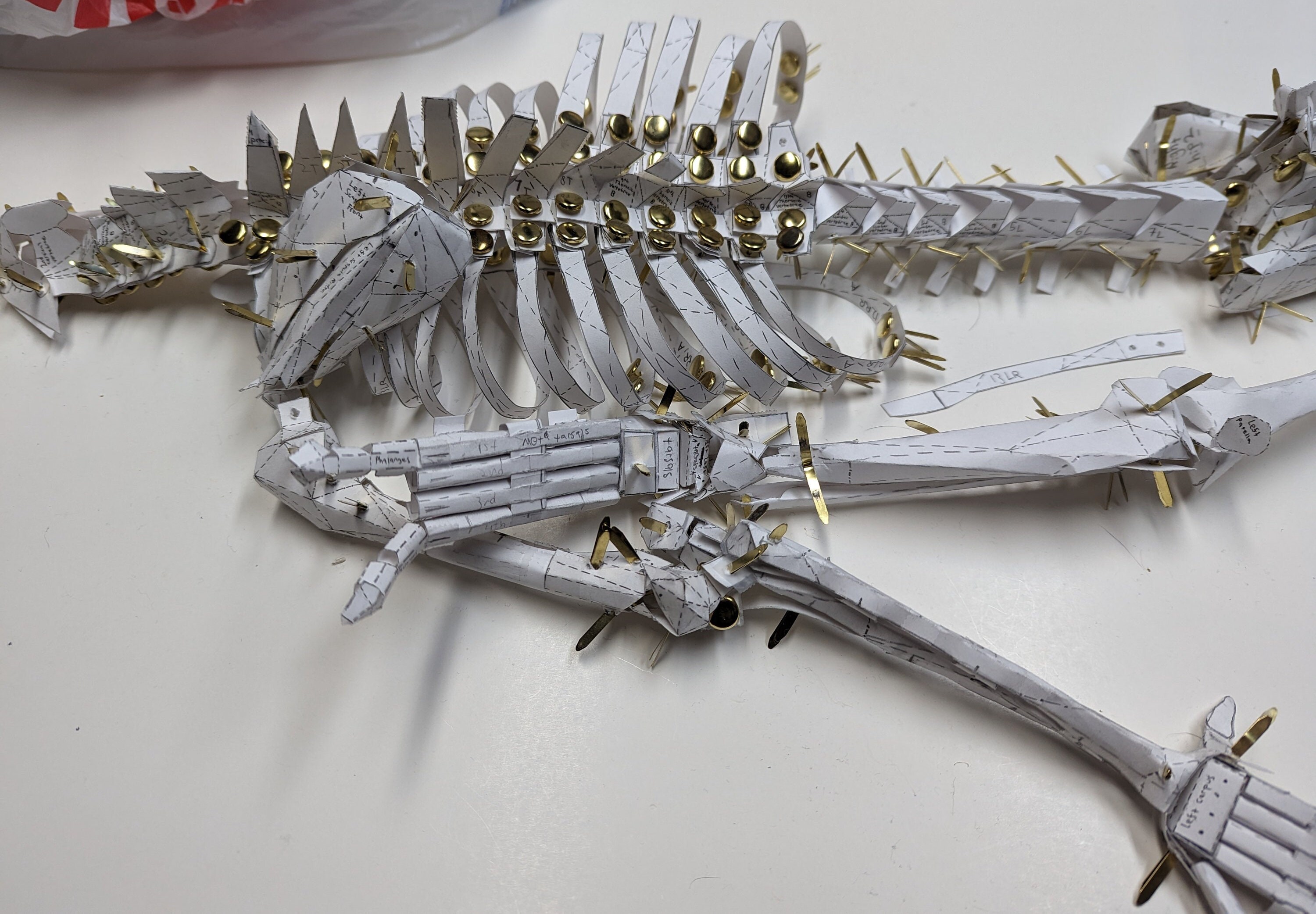 Life Size Papercraft Cat Skeleton PDF Construction Kit, Cosplay ...