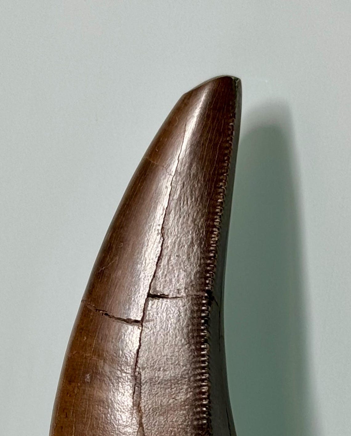 Tyrannosaurus Rex Tooth Wyoming Lance creek Formation USA - Etsy