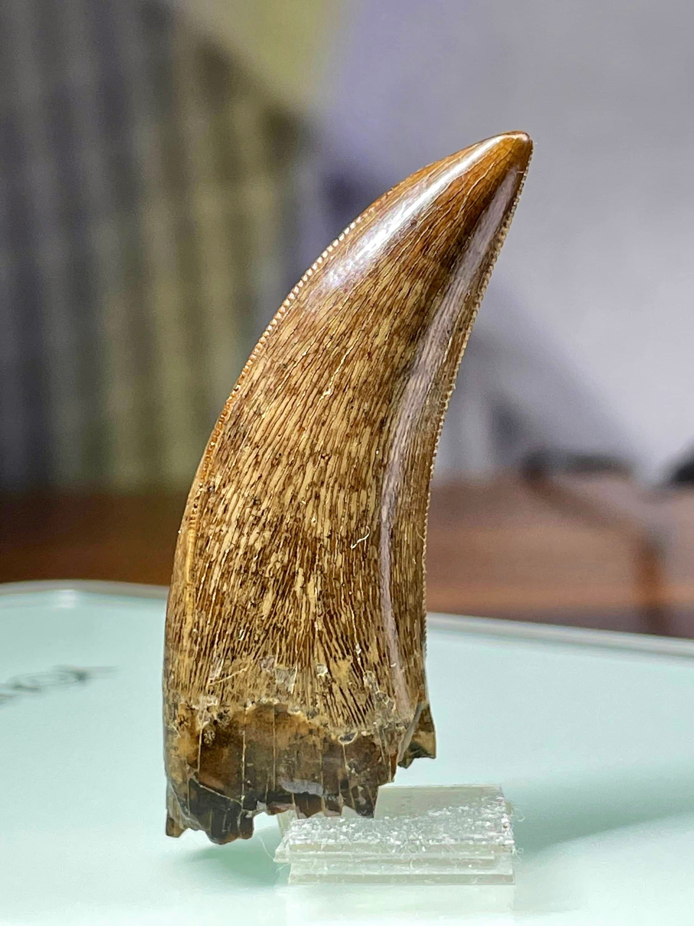 Tyrannosaurus Fossil Tooth nanotyrannus Lancensis Hell - Etsy