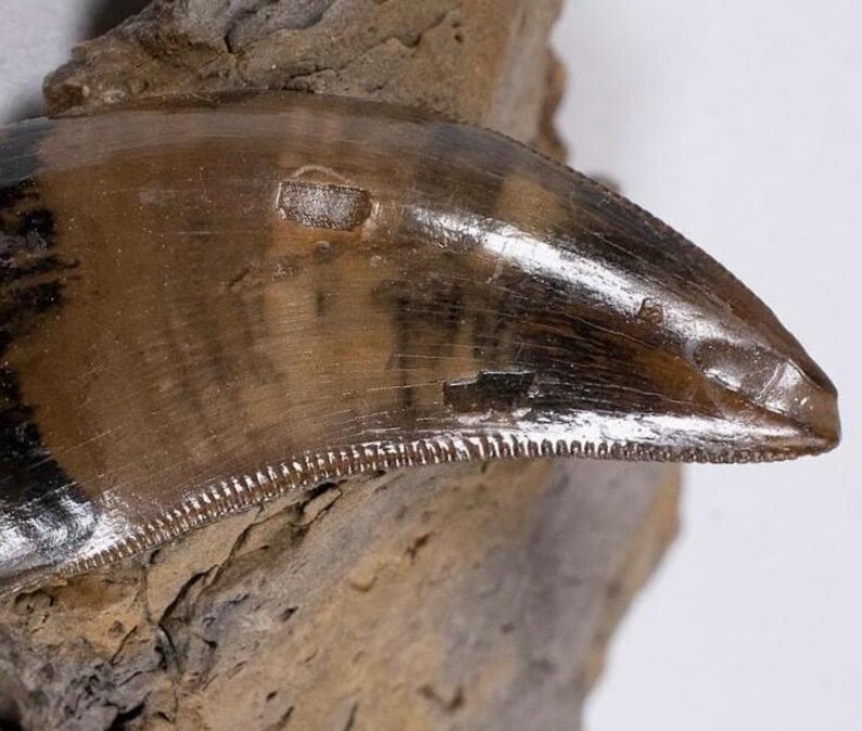 Tyrannosaurus Fossil Tooth on Matrix nanotyrannus Lancensis Hell Creek ...