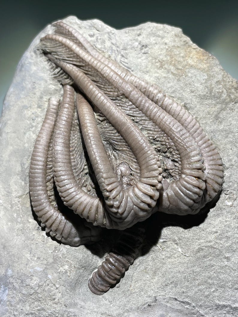 Fossil Crinoid (agaricocrinus) - Carboniferous, Mississippian (358 ...