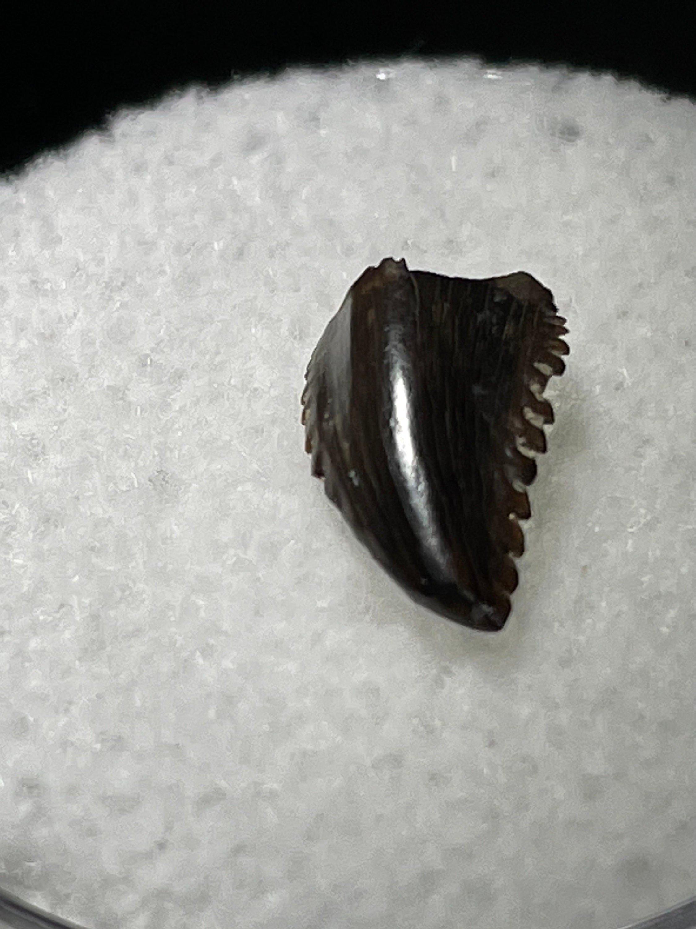 Tröodon Formosus Raptor Fossil Tooth North Central Montana USA Very ...