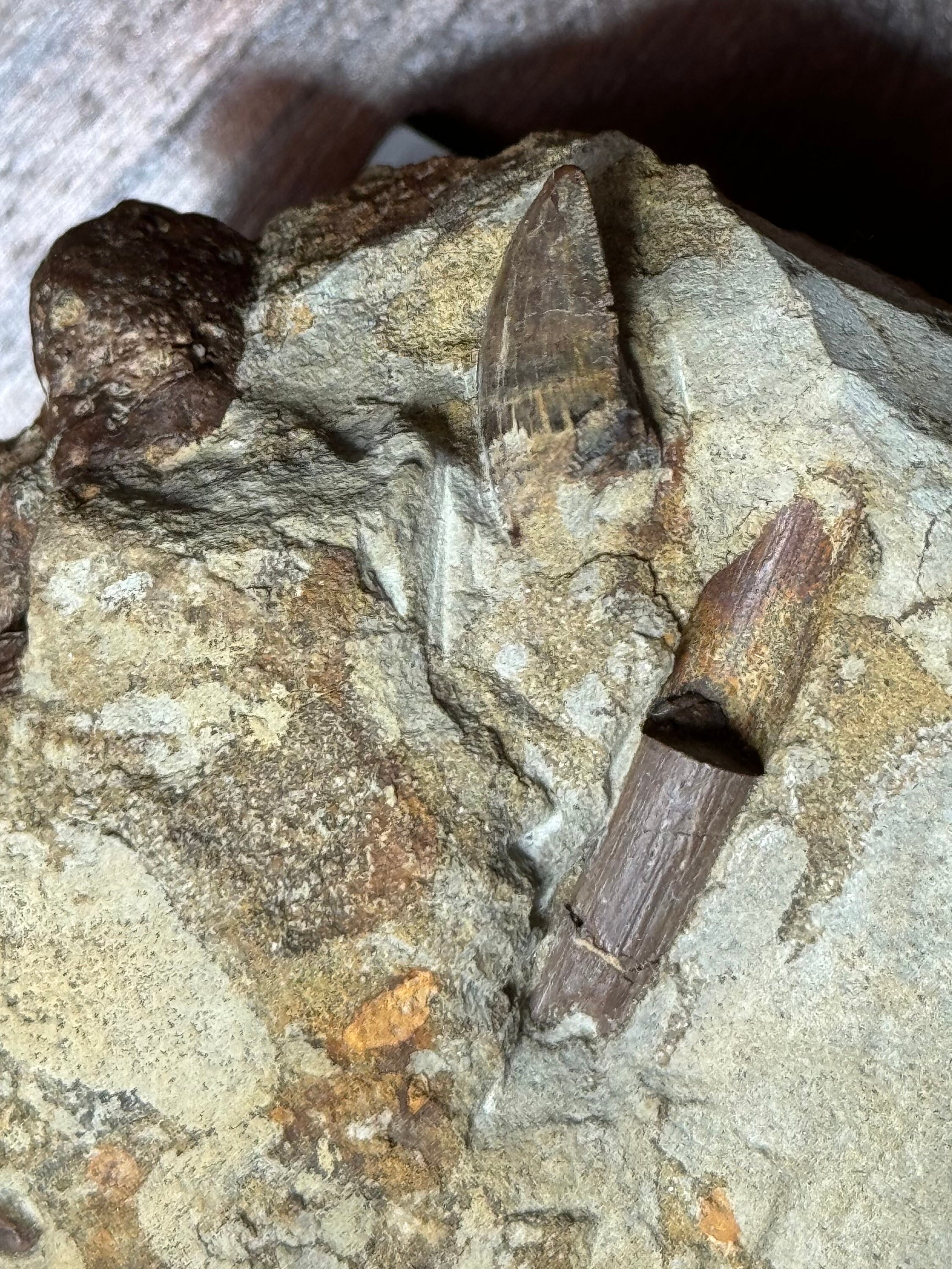 Tyrannosaurus Rex Juvenile Tooth Fossil Edmontosaurus Annectens Tooth ...