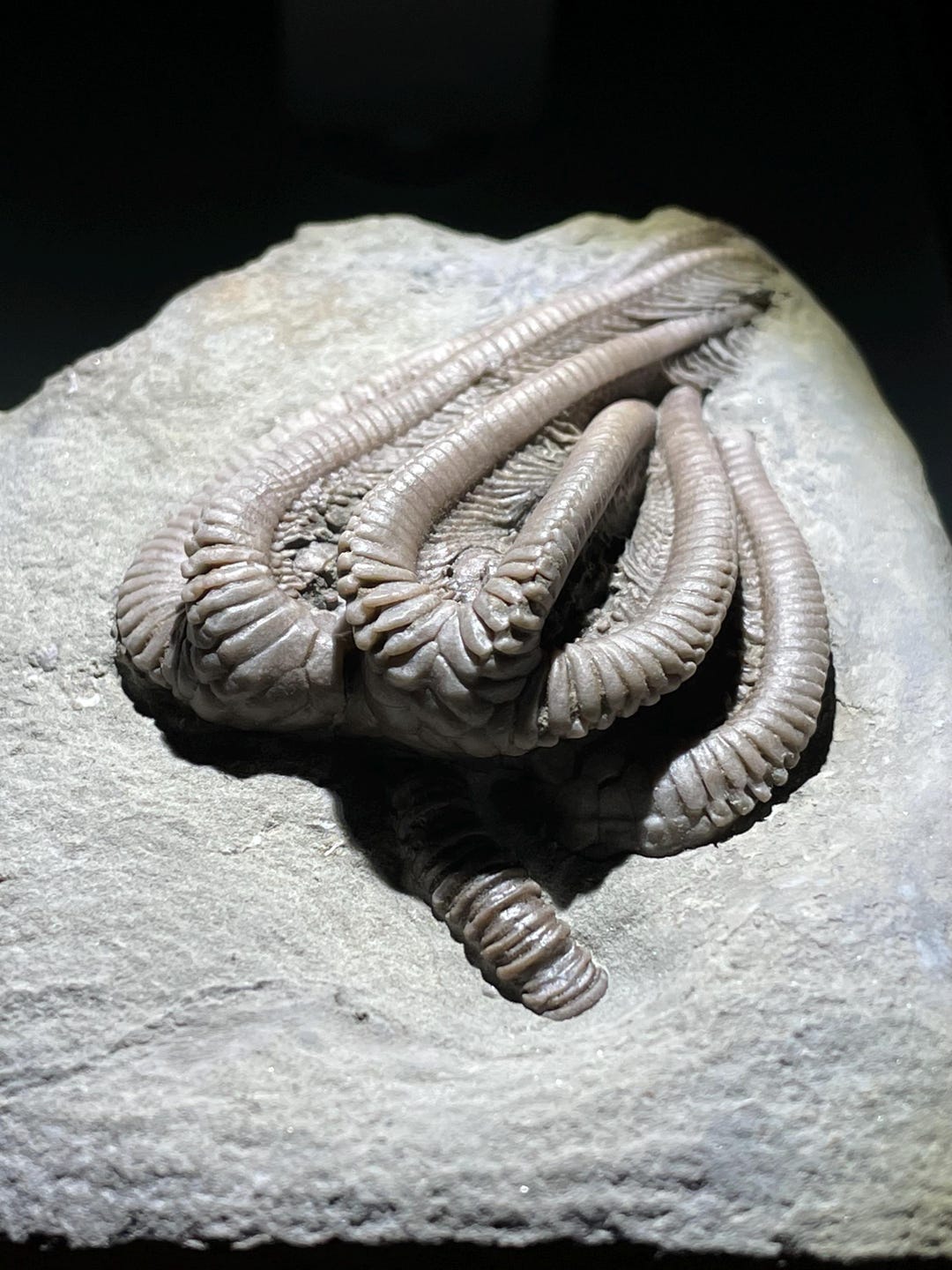 Fossil Crinoid (agaricocrinus) - Carboniferous, Mississippian (358 ...