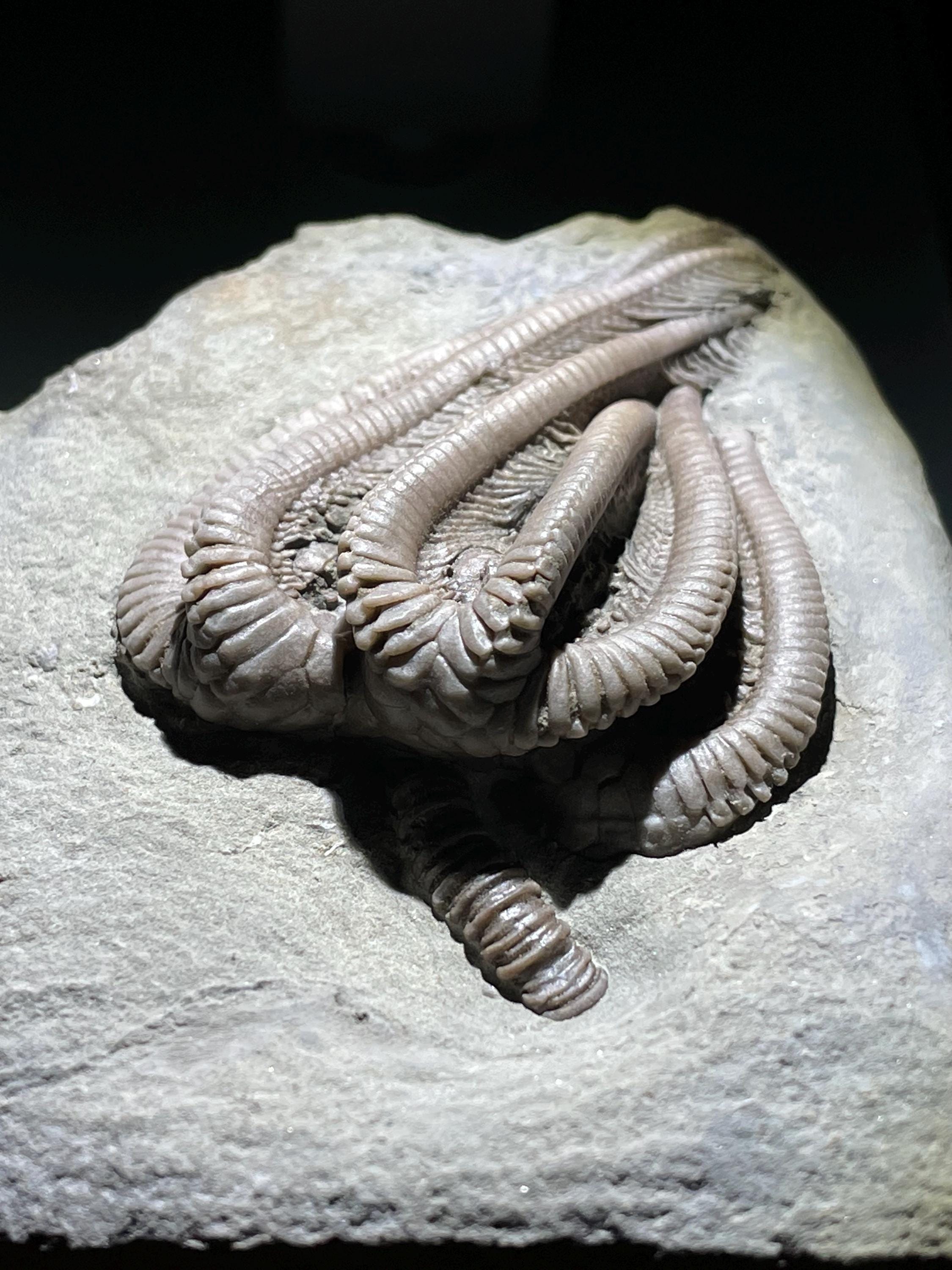 Fossil Crinoid (agaricocrinus) - Carboniferous, Mississippian (358 ...