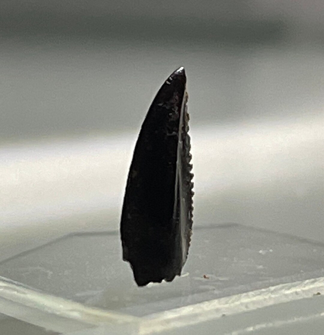 Fossil Tooth of Tröodon pectinodon Heel Creek Formation - Etsy