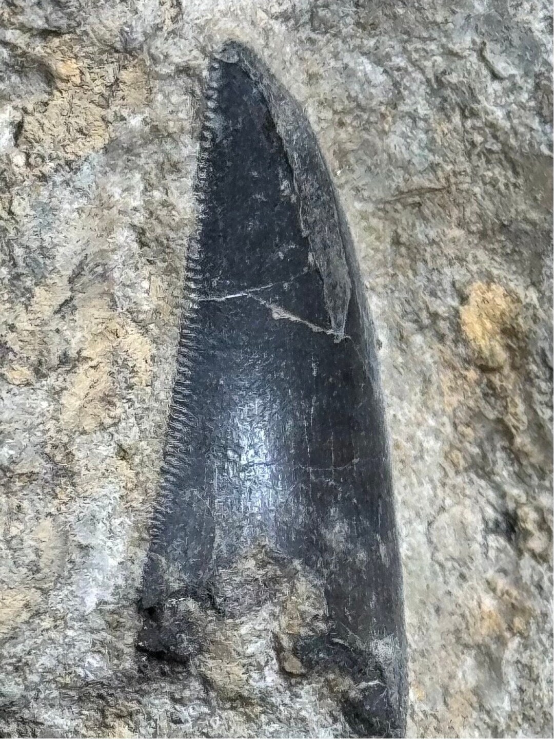 Allosaurus Tooth Fossil Upper Jurassic Morrison Formation Wyoming/usa ...