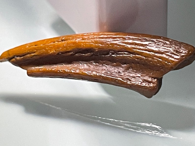 Partial Murder Claw of Dromaeosaurus Uzbekistan Itemirus Medullaris ...