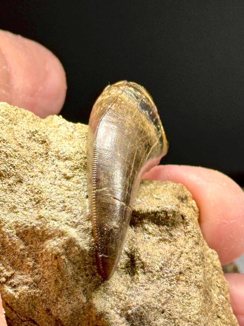 Tyrannosaurus Tooth in Situ - Hill County - Montana - USA!!! - Etsy