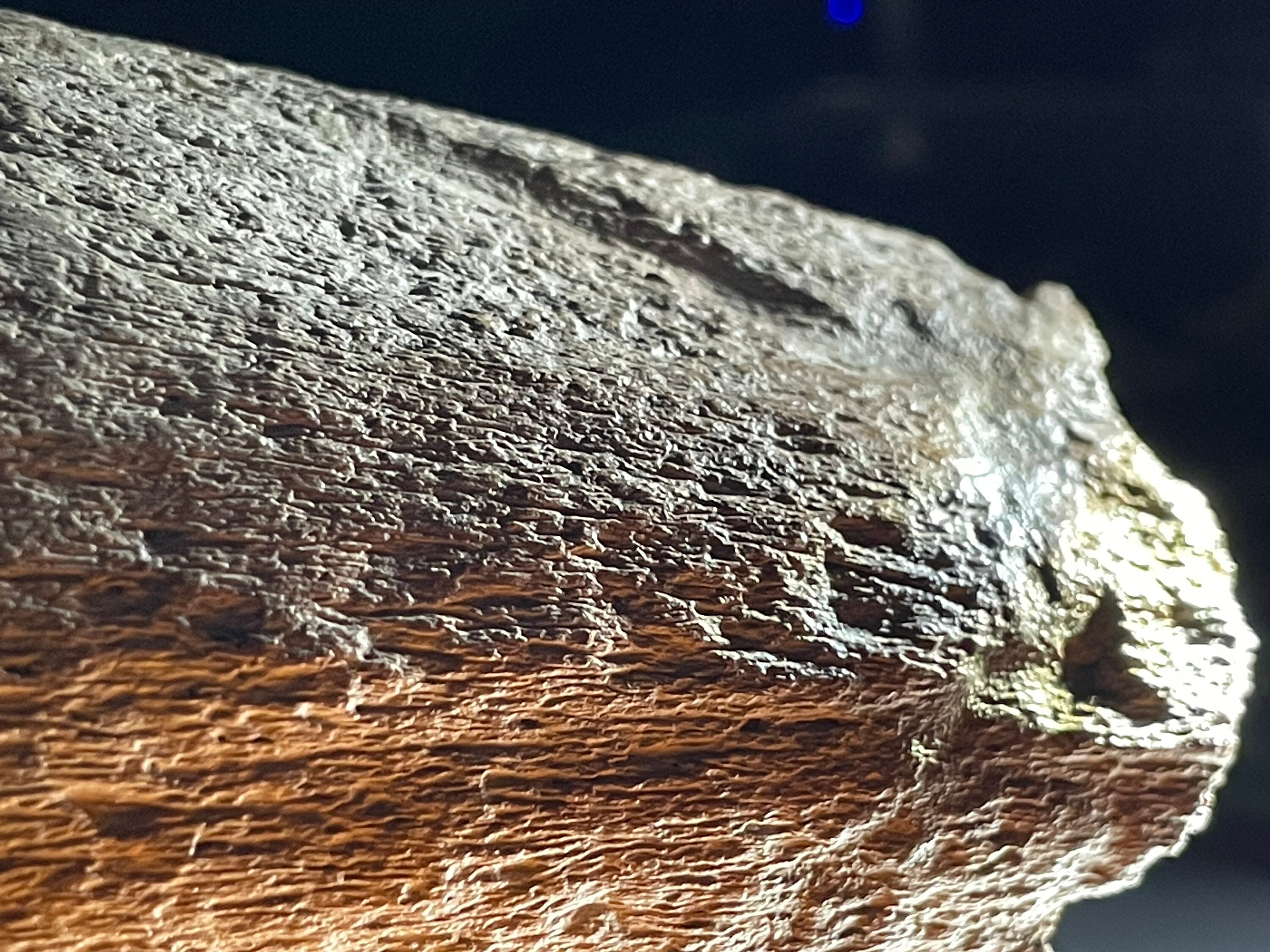 Triceratops Horridus fossil Horn Powder River Heel Creek - Etsy Australia