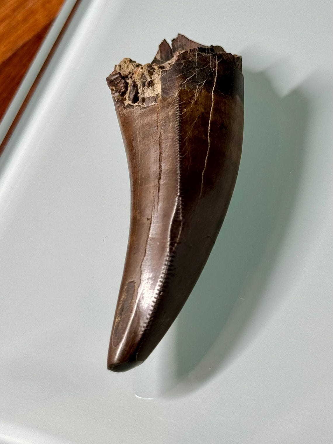 Tyrannosaurus Rex Tooth Wyoming Lance creek Formation USA - Etsy