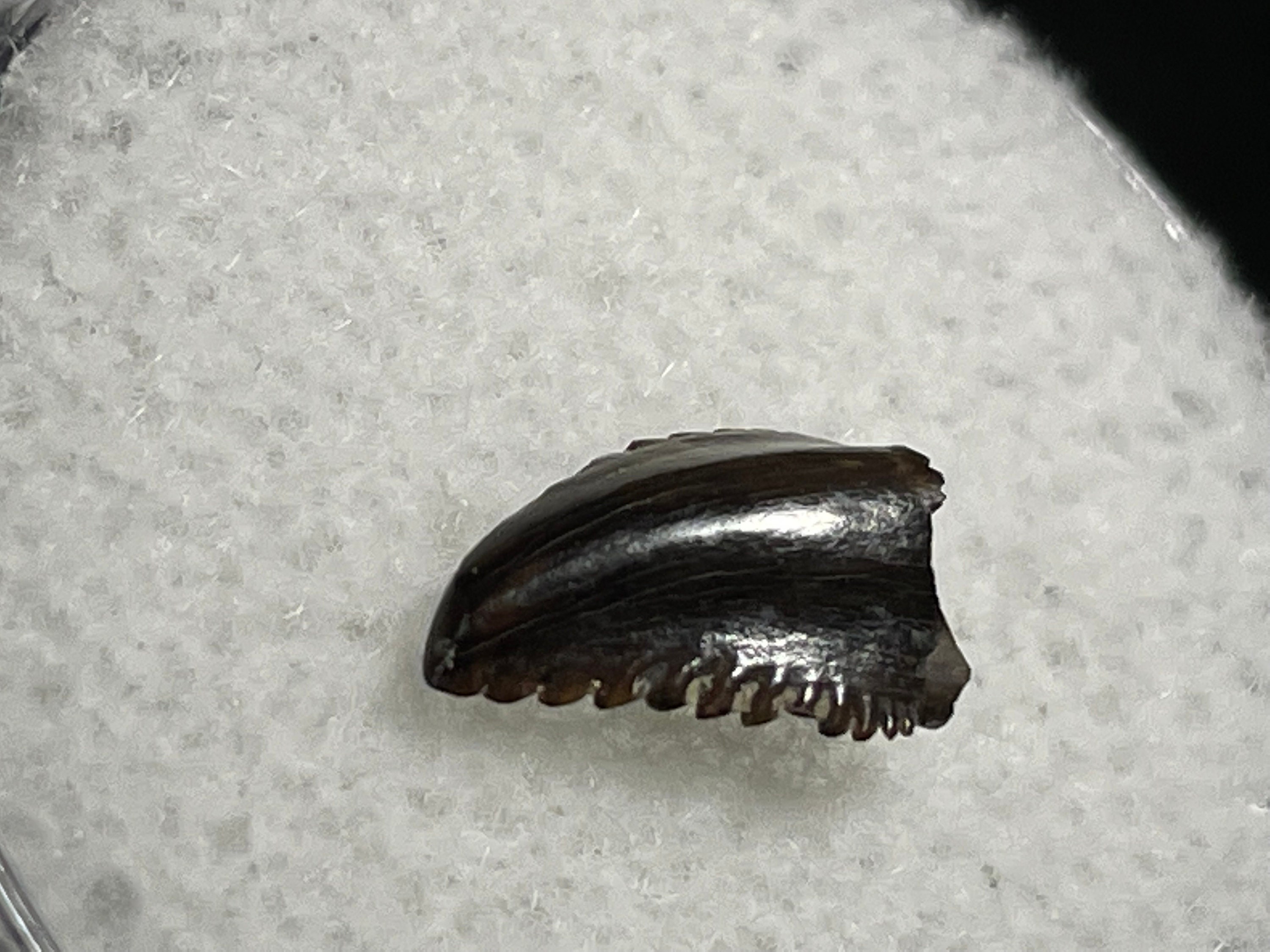 Tröodon Formosus Raptor Fossil Tooth North Central Montana USA Very ...